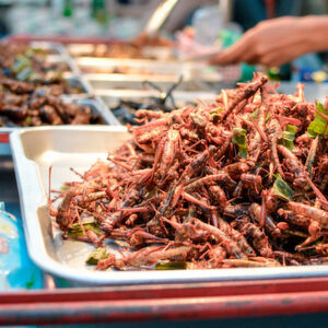 Insekten essen – zu welchem Preis?