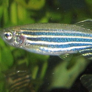 What Makes Zebrafish Turn Left or Right